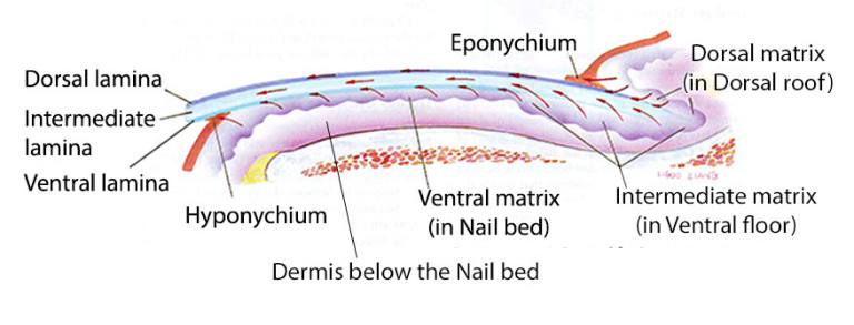 Nail Anatomy