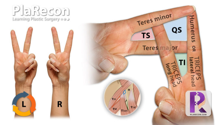 Triangular Space Quadrangular Space Scapula [mnemonic]