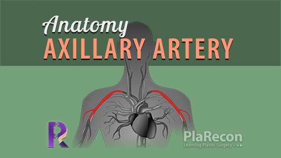 Axillary Artery Anatomy Parts Branches Mnemonic