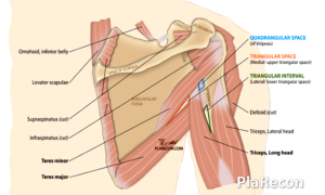 Triangular space, Quadrangular Space- Scapula [Mnemonic]