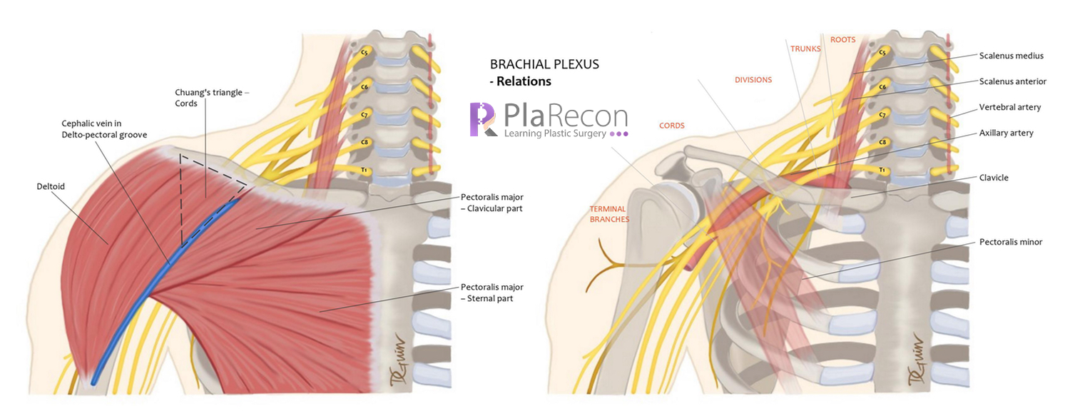 Brachial Plexus Applied Anatomy [Mnemonics]